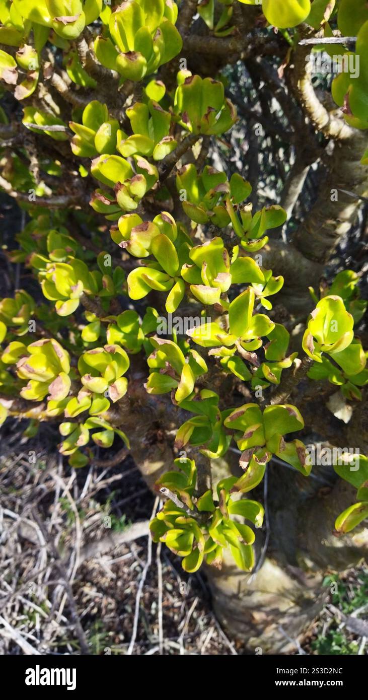 Botterboom (Tylecodon paniculatus Stock Photo - Alamy