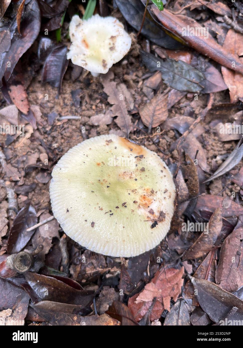 Yellow Swamp Brittlegill (Russula claroflava Stock Photo - Alamy
