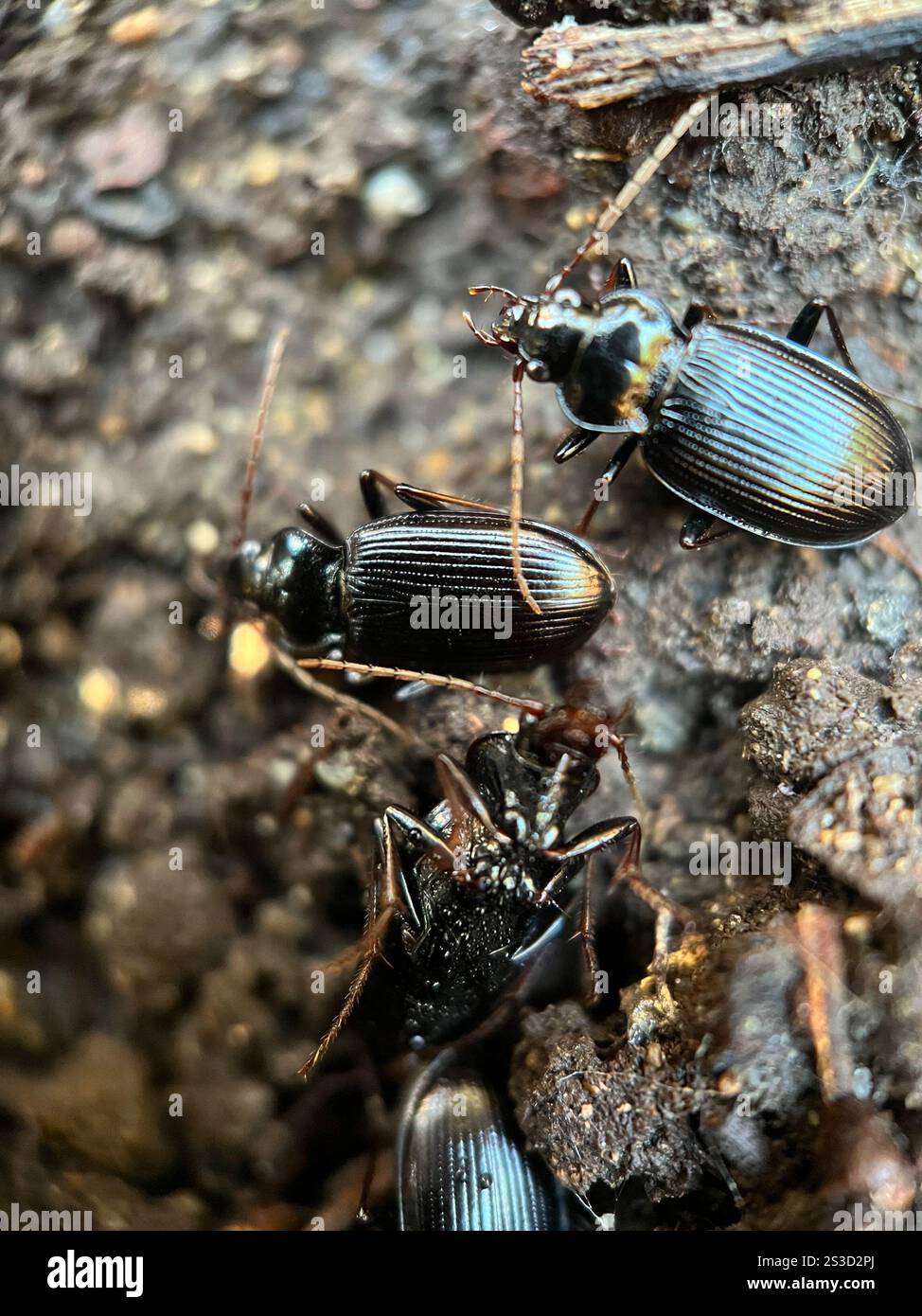 European Gazelle Beetle (Nebria brevicollis Stock Photo - Alamy