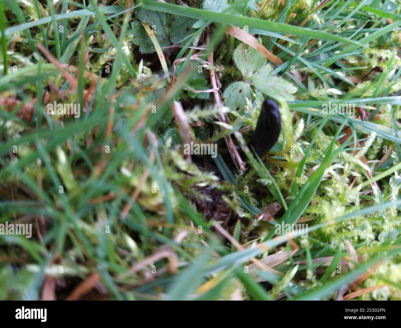 Earth Tongues (Geoglossum Stock Photo - Alamy