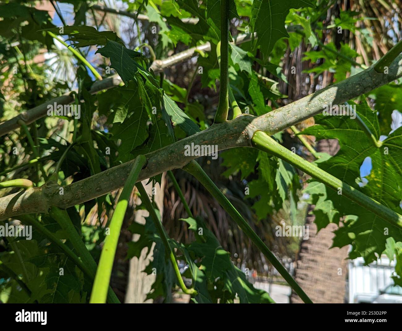 tree spinach (Cnidoscolus aconitifolius Stock Photo - Alamy