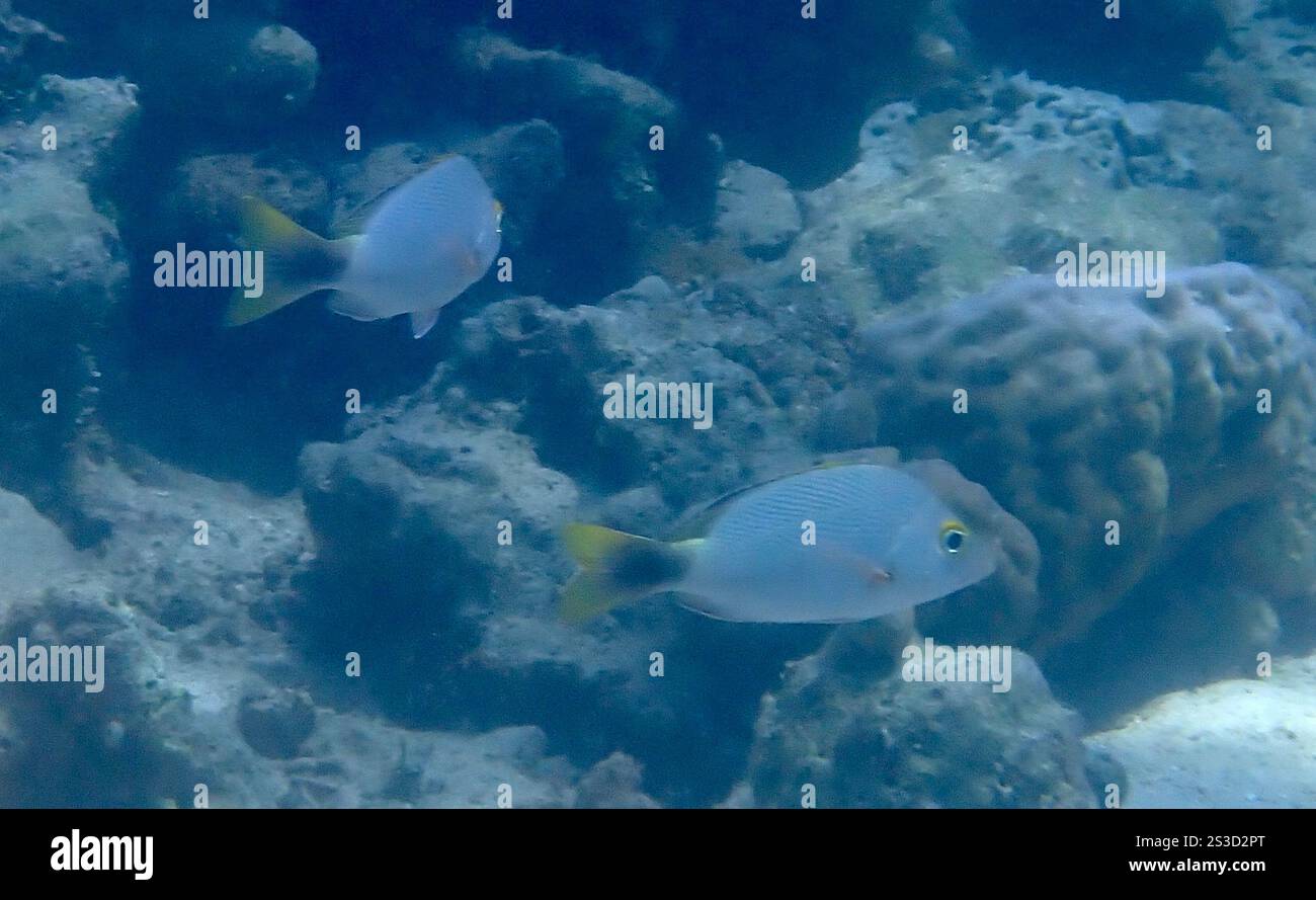 Humpback Snapper (Lutjanus gibbus Stock Photo - Alamy