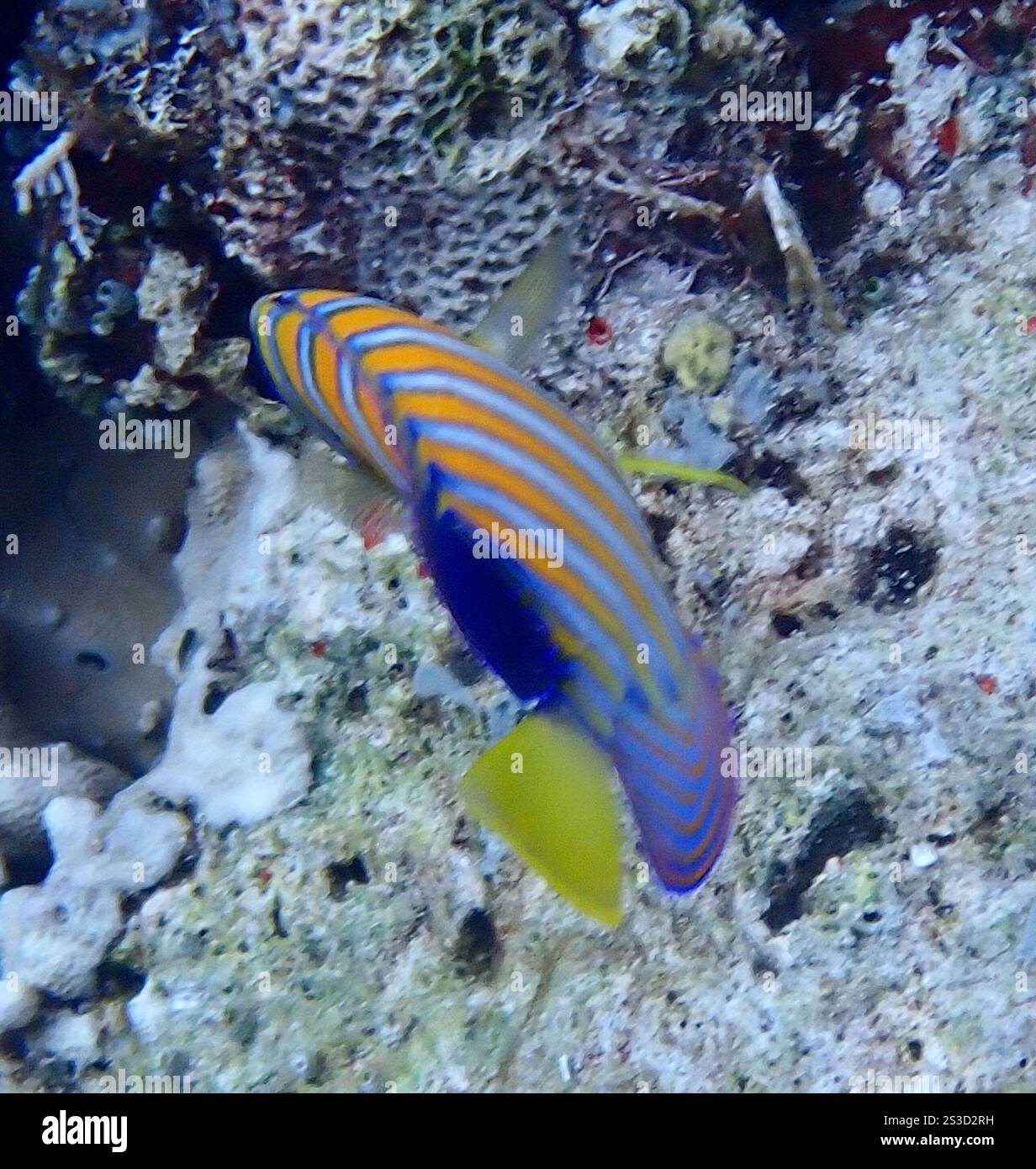 Regal Angelfish (Pygoplites diacanthus Stock Photo - Alamy