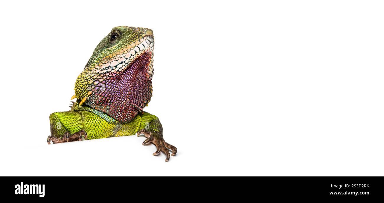 Close-up of the head of a Chinese water dragon looking out over a white ...