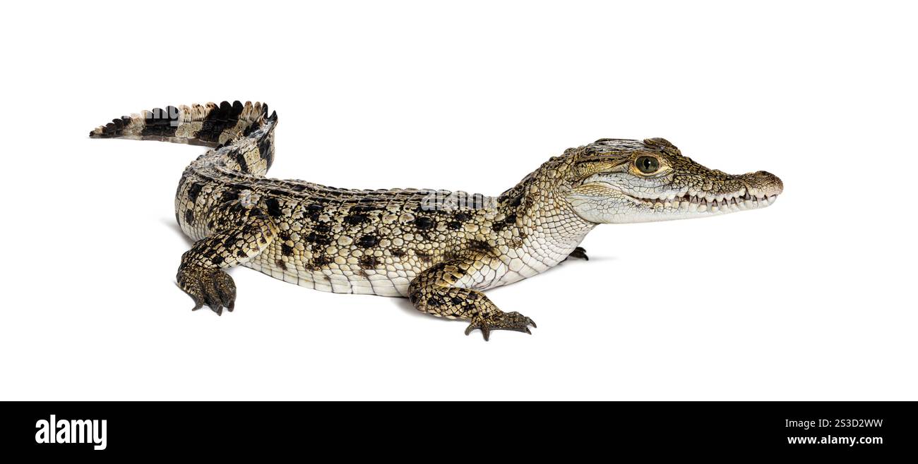Philippine Crocodile 28 Foot Philippine Crocodile (Crocodylus