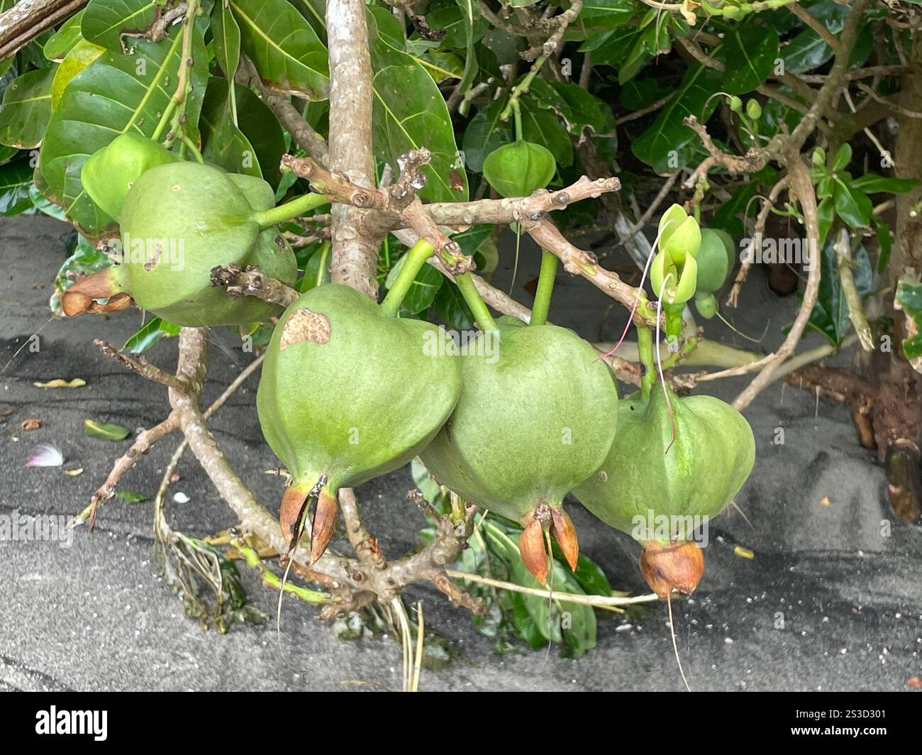 Fish Poison Tree (Barringtonia asiatica Stock Photo - Alamy