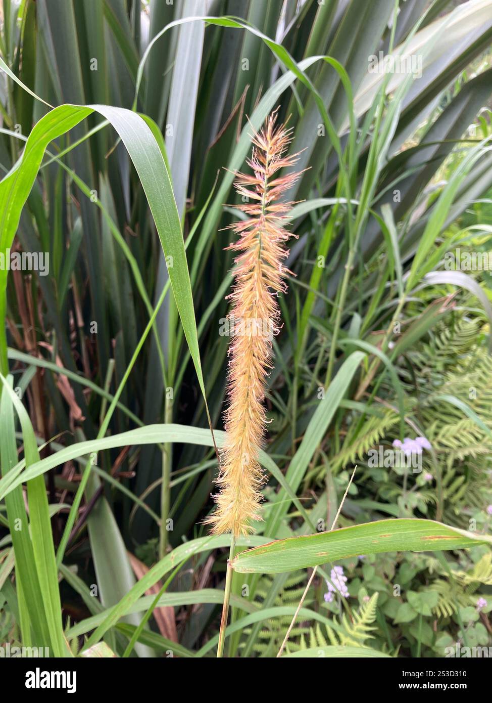 napier grass (Cenchrus purpureus Stock Photo - Alamy