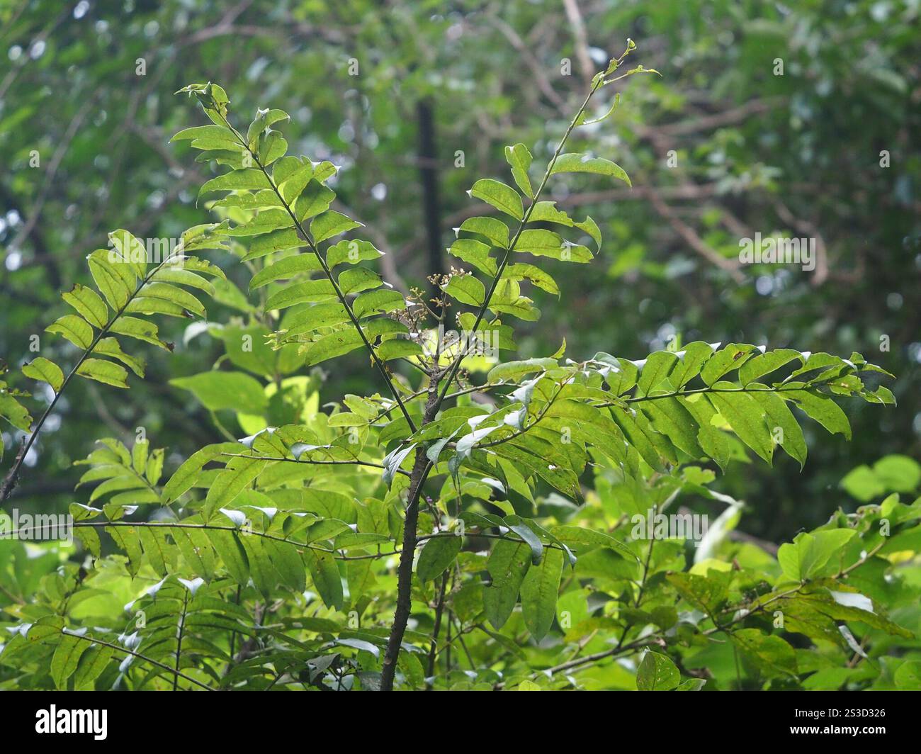 Japanese Prickly Ash (Zanthoxylum ailanthoides Stock Photo - Alamy