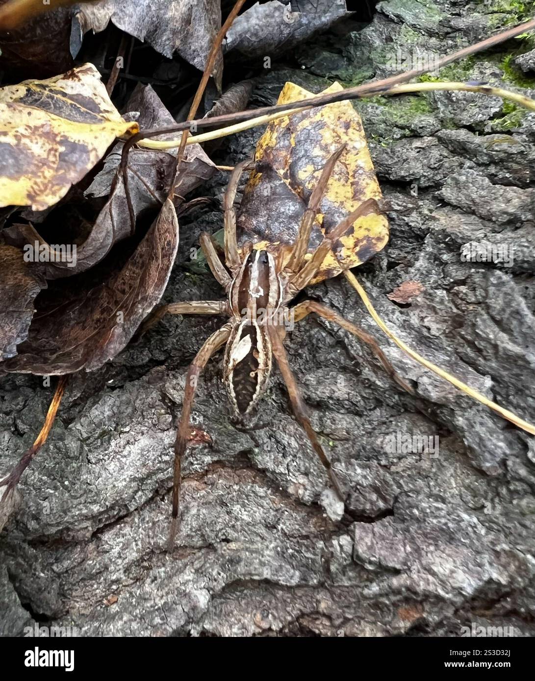 Rabid Wolf Spider (Rabidosa rabida Stock Photo - Alamy