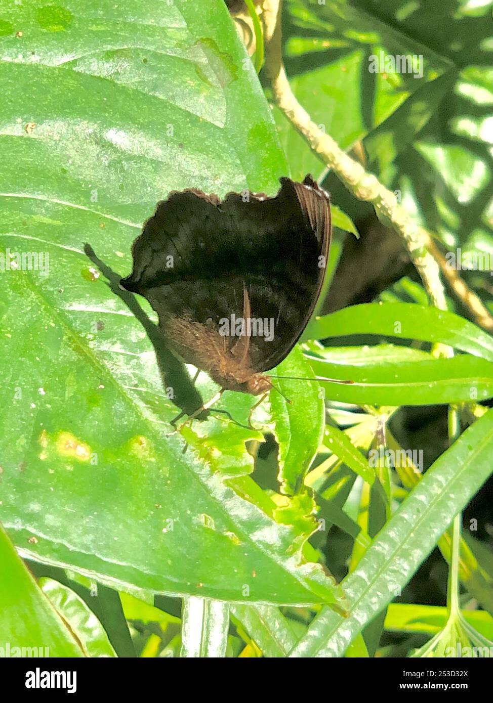 Chocolate Pansy (Junonia iphita Stock Photo - Alamy