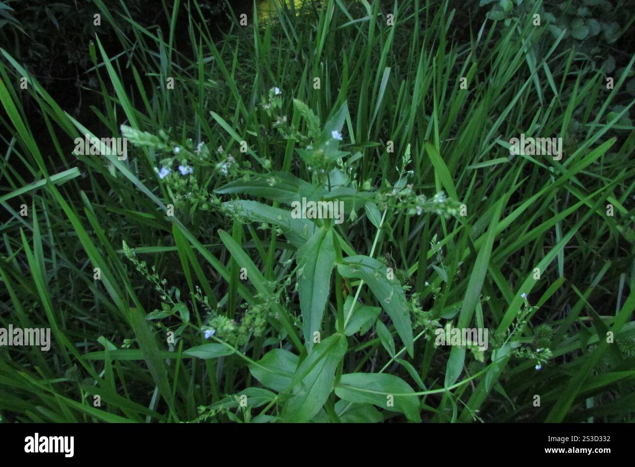 blue water-speedwell (Veronica anagallis-aquatica Stock Photo - Alamy