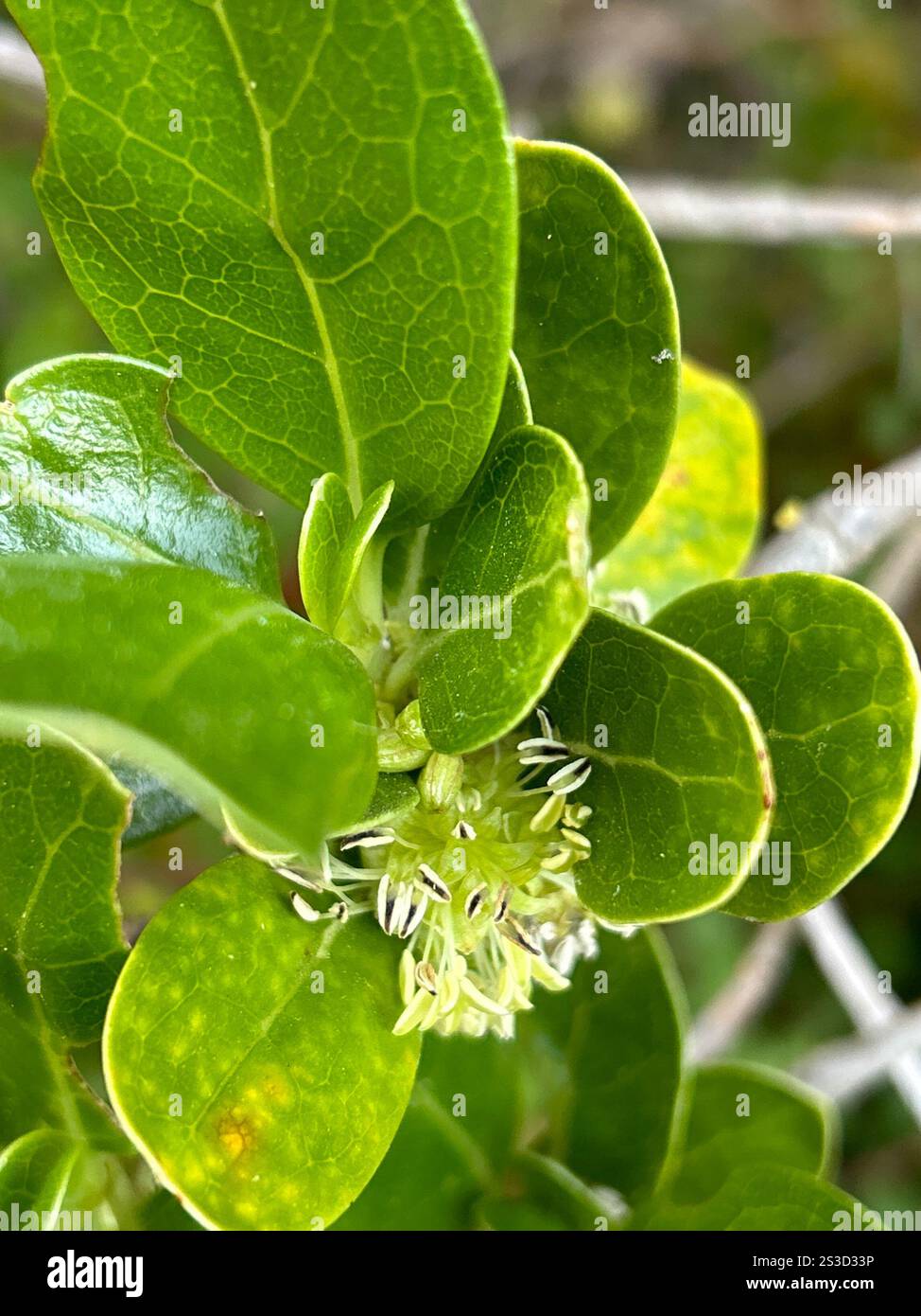 Taupata (Coprosma repens Stock Photo - Alamy