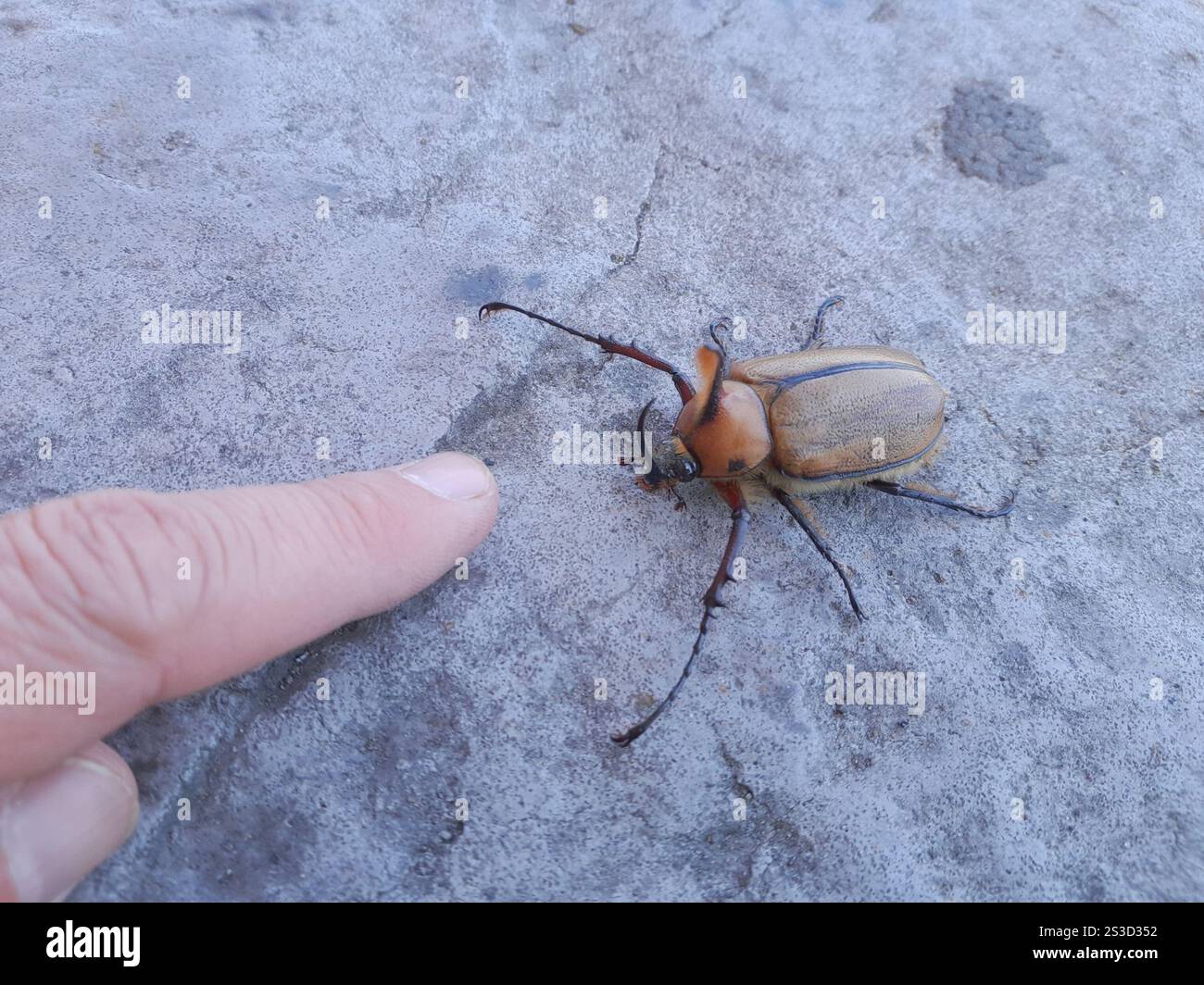 Caliper beetle (Golofa porteri Stock Photo - Alamy
