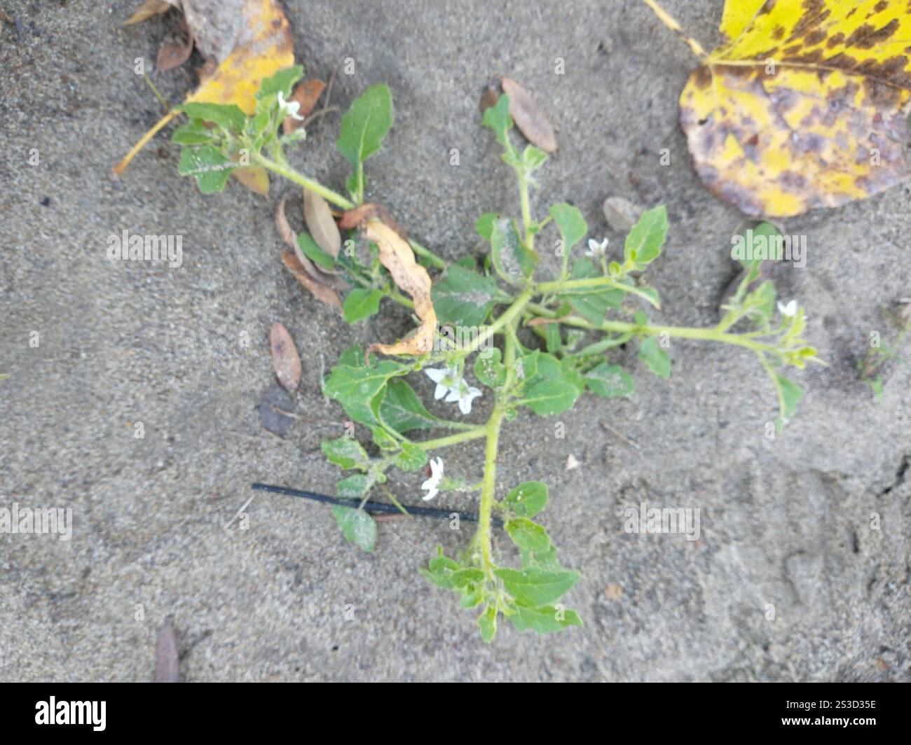 Green Nightshade (Solanum nitidibaccatum Stock Photo - Alamy