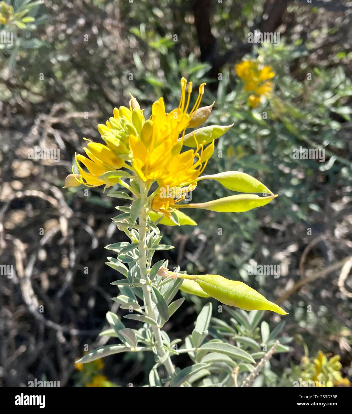 Bladderpod (Cleomella arborea Stock Photo - Alamy
