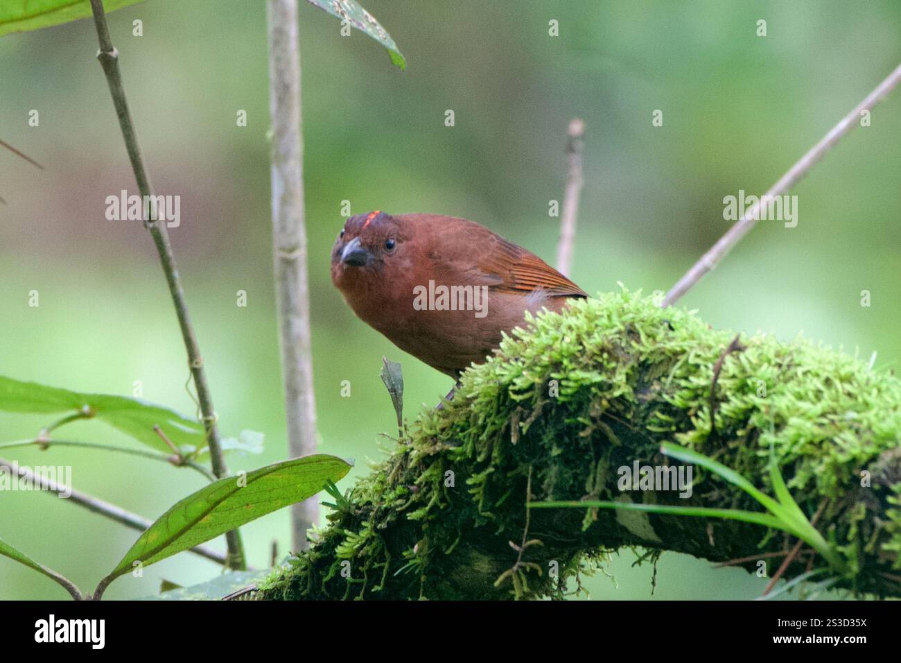 Red-crowned Ant-Tanager (Habia rubica Stock Photo - Alamy