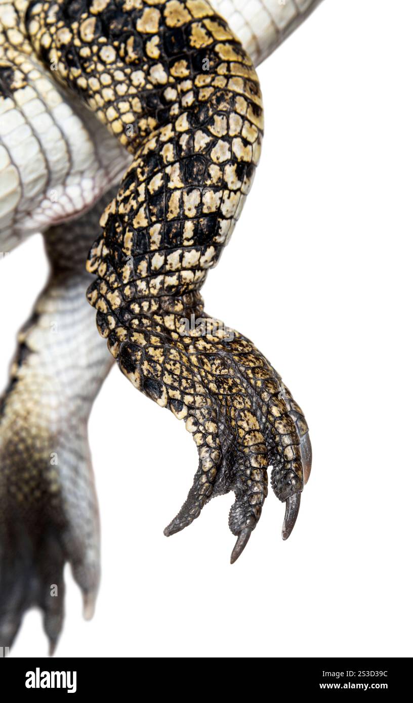 Close-up on the leg, fingers and claws of a Philippine crocodile ...