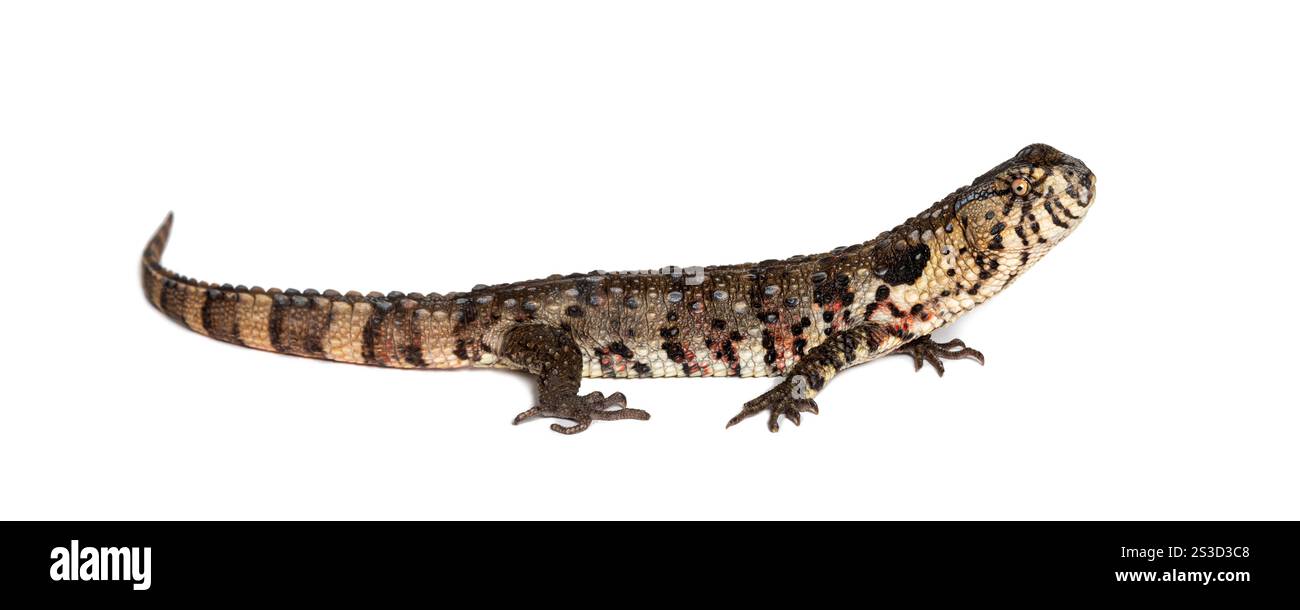 Portrait side view of a Chinese crocodile lizard, shinisaurus ...