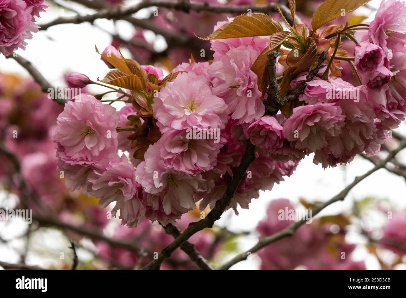 Cherry blossoms in spring Stock Photo - Alamy