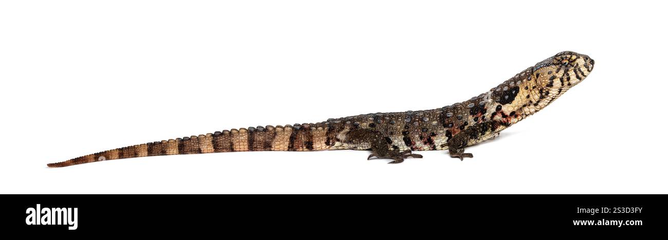 Portrait side view of a Chinese crocodile lizard, shinisaurus ...