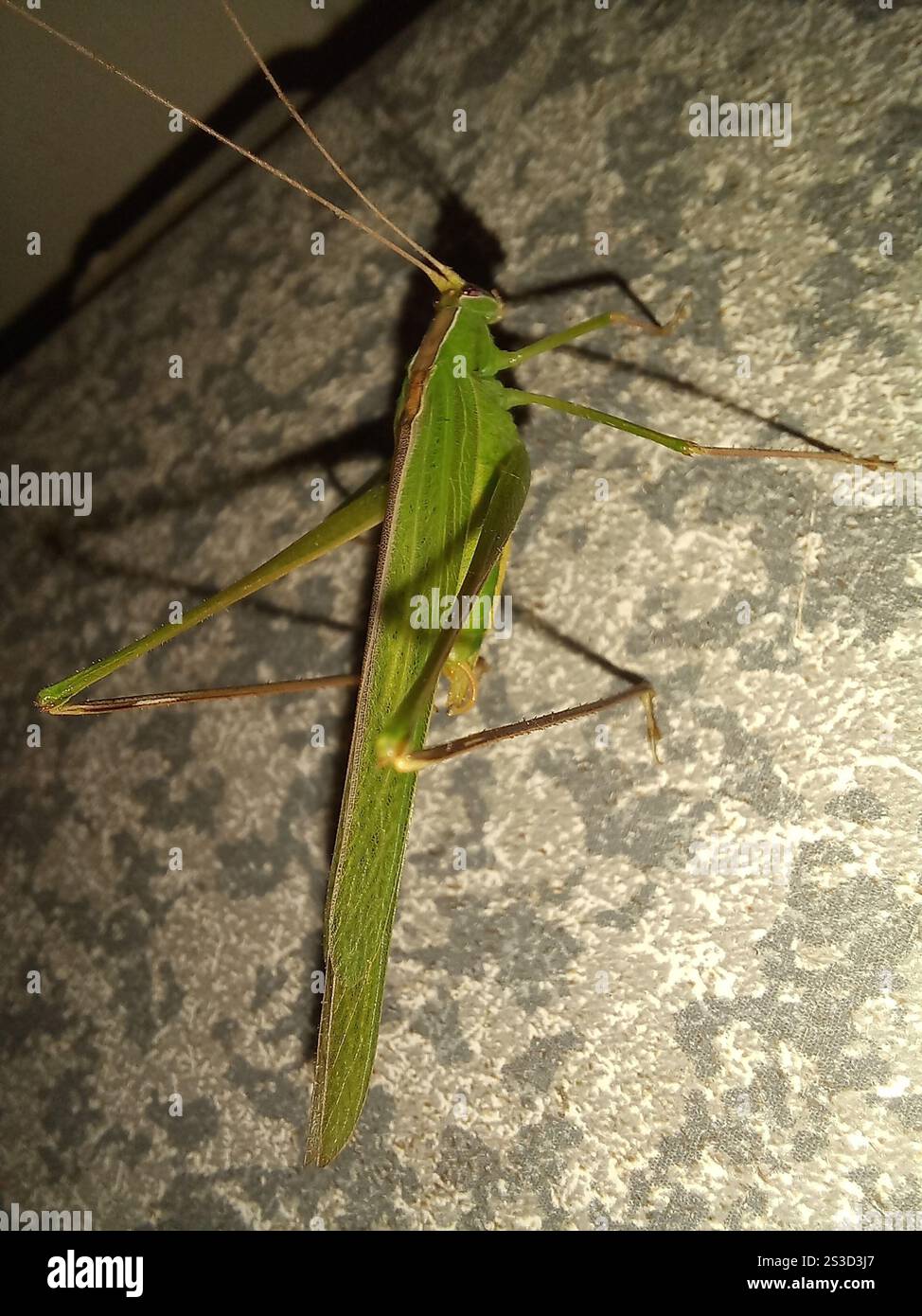 Brownback Grass Katydid (Tylopsis continua Stock Photo - Alamy