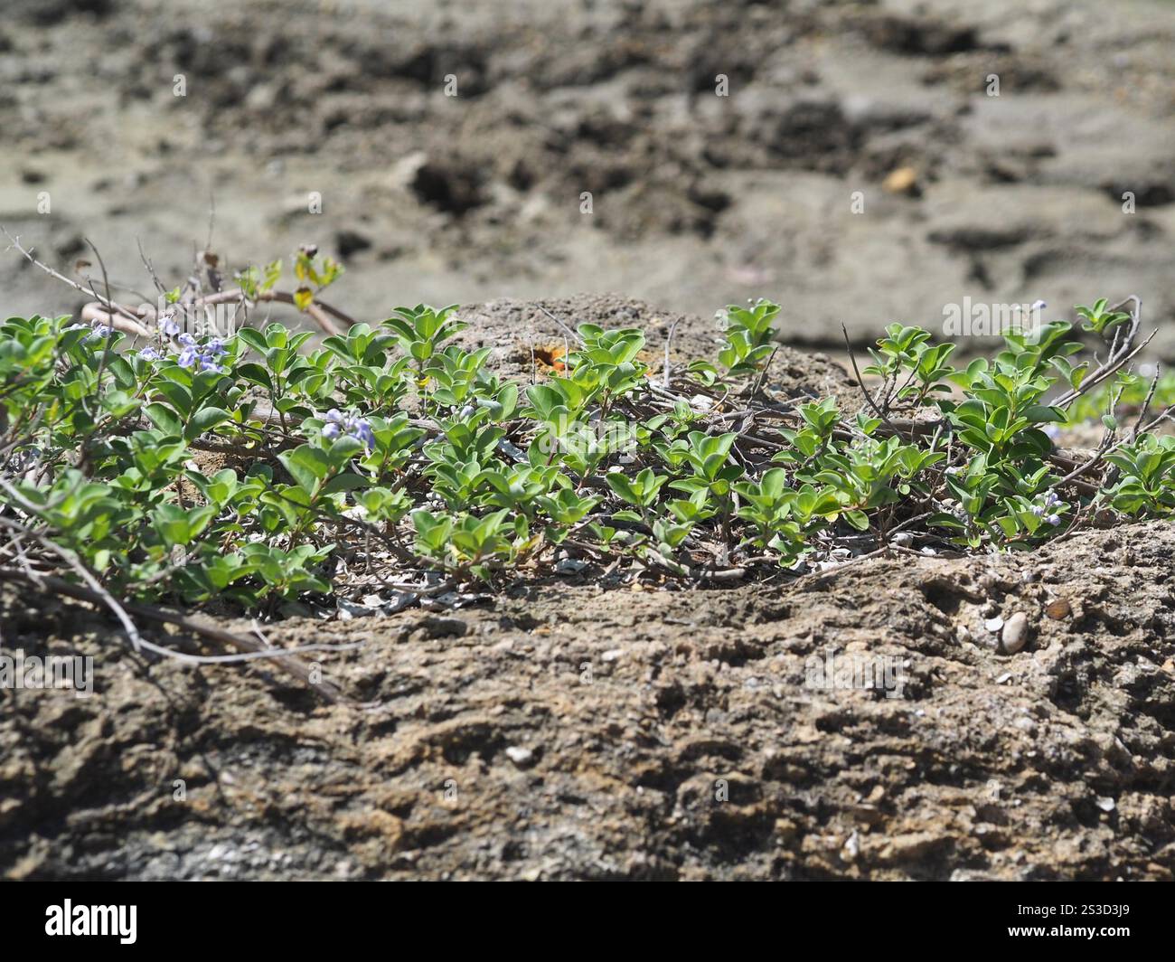 Beach Vitex (Vitex rotundifolia Stock Photo - Alamy