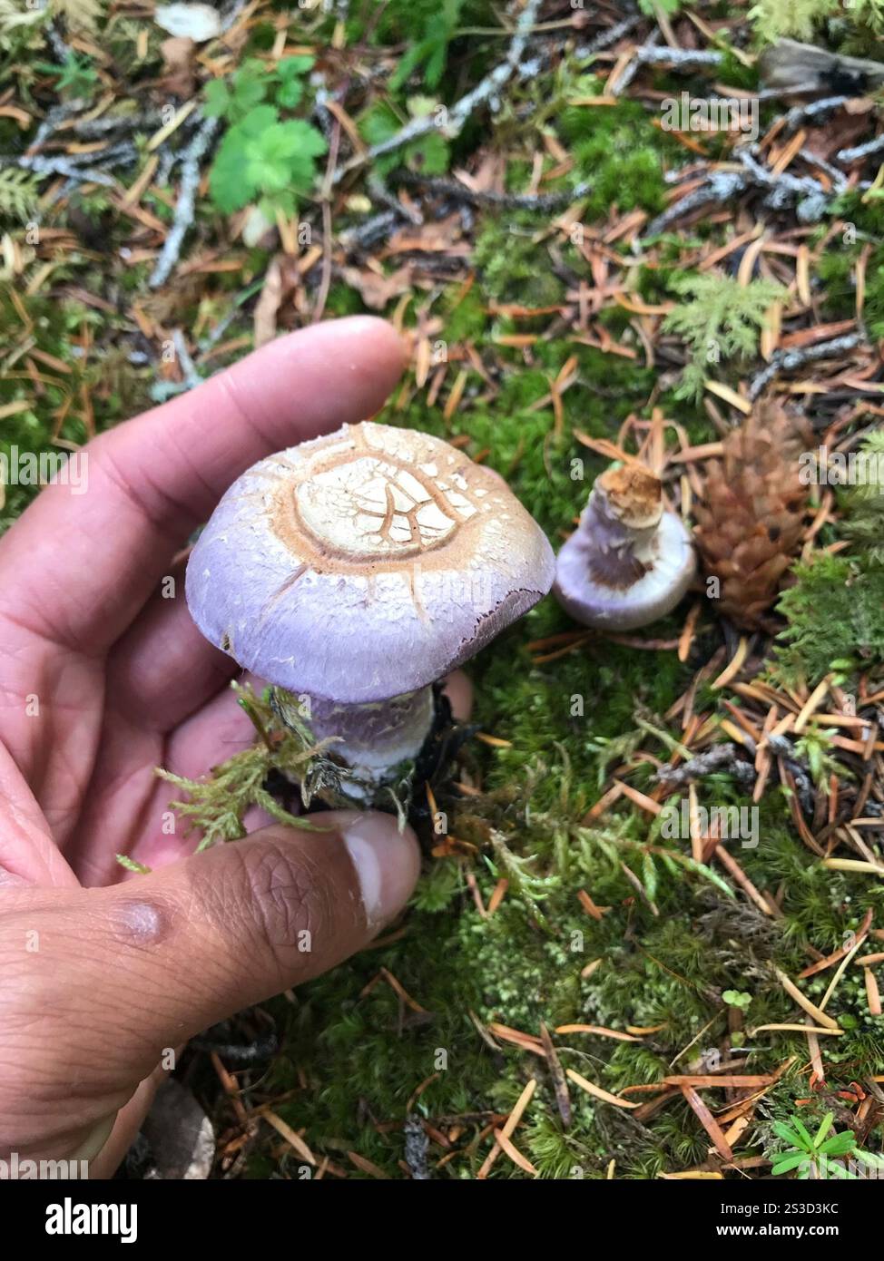 gassy webcap (Cortinarius traganus Stock Photo - Alamy