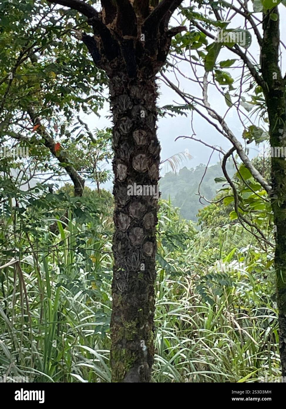 scaly tree ferns (Cyatheaceae Stock Photo - Alamy
