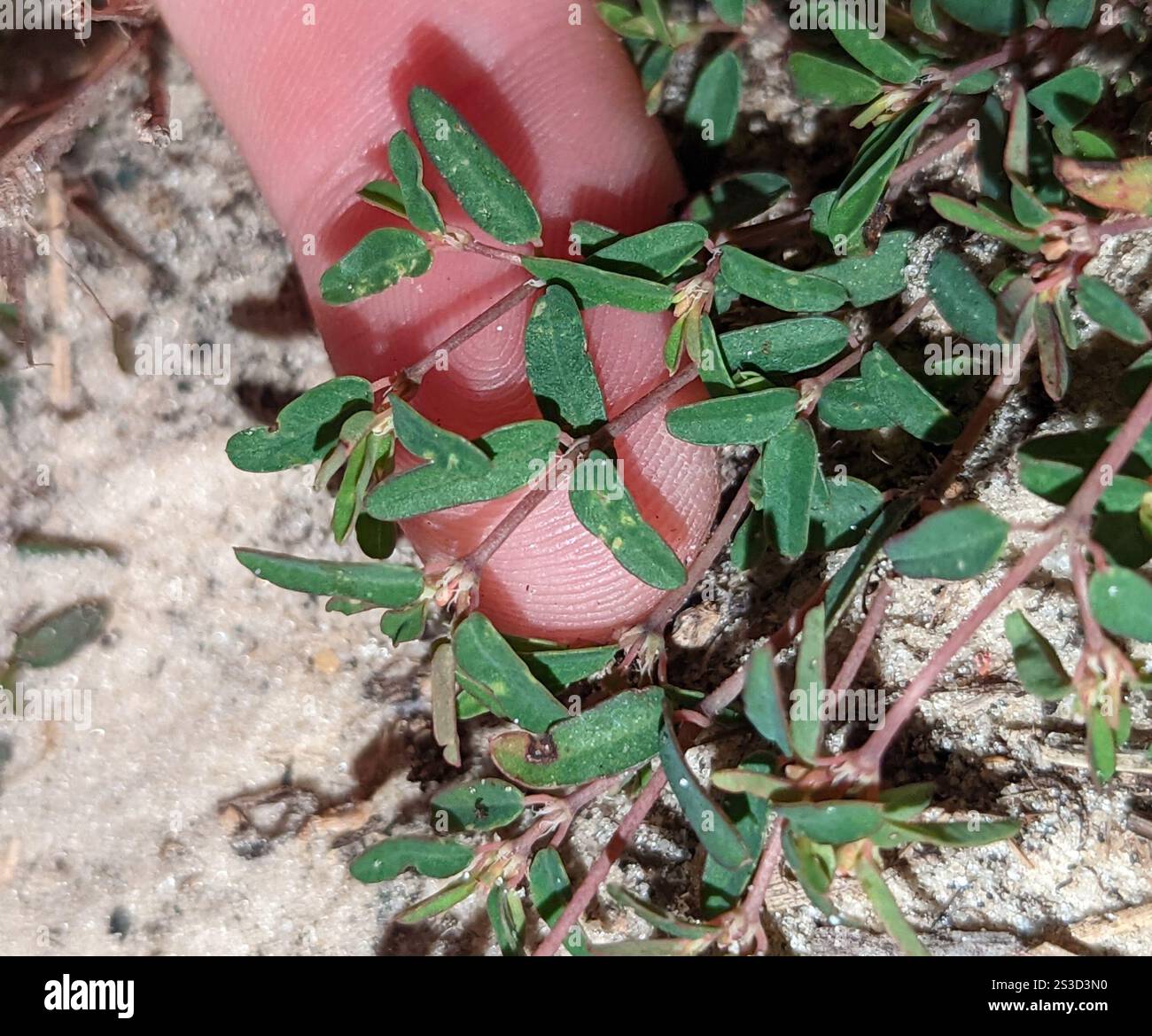 Coastal Dune Sandmat (Euphorbia cumulicola Stock Photo - Alamy