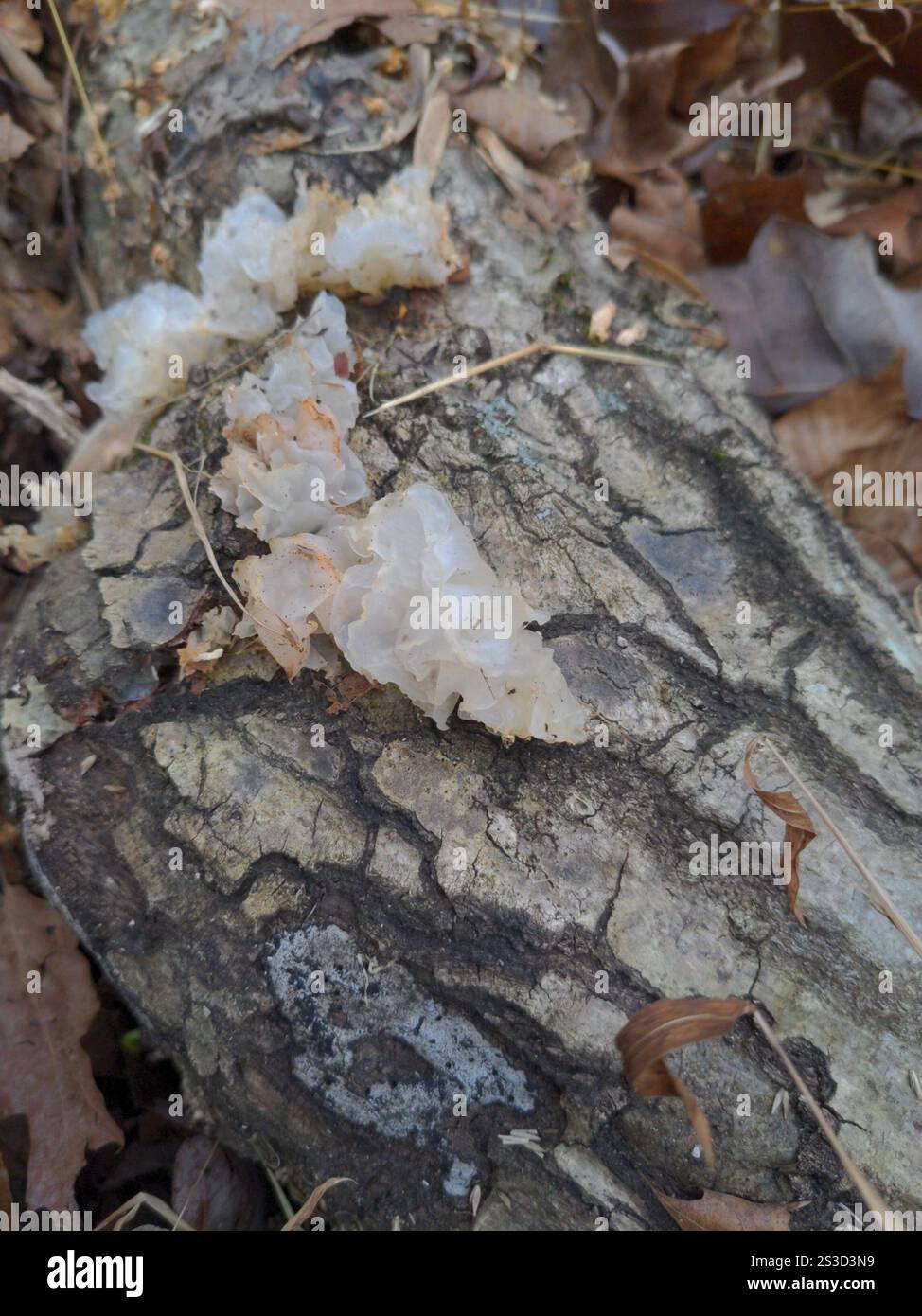 snow fungus (Tremella fuciformis Stock Photo - Alamy