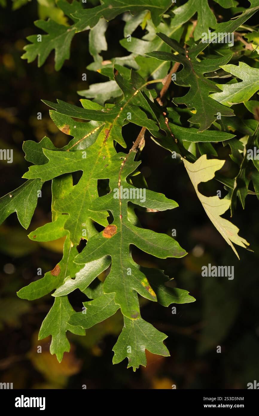 Turkey Oak (Quercus cerris Stock Photo - Alamy