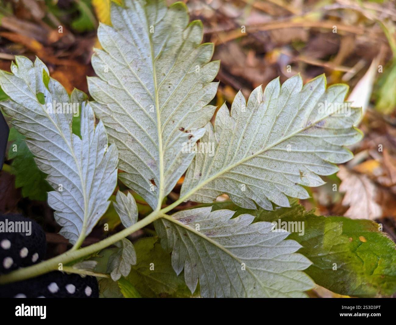 Pacific silverweed (Argentina pacifica Stock Photo - Alamy