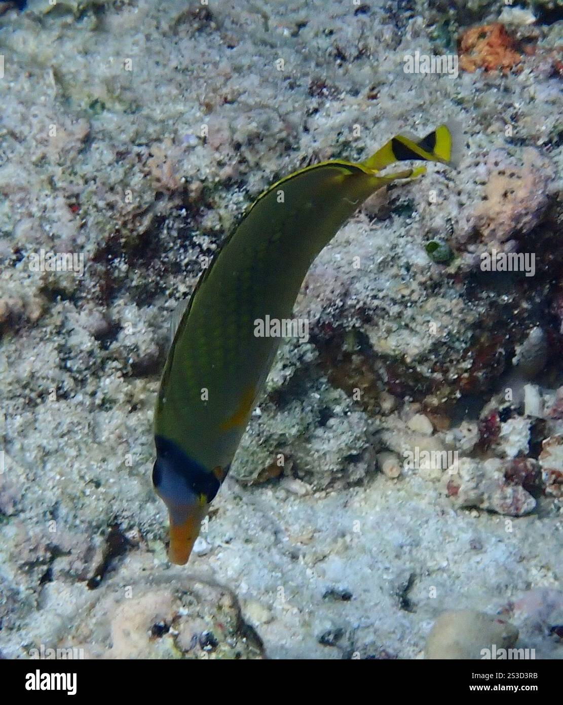 Lattice Butterflyfish (Chaetodon rafflesii Stock Photo - Alamy