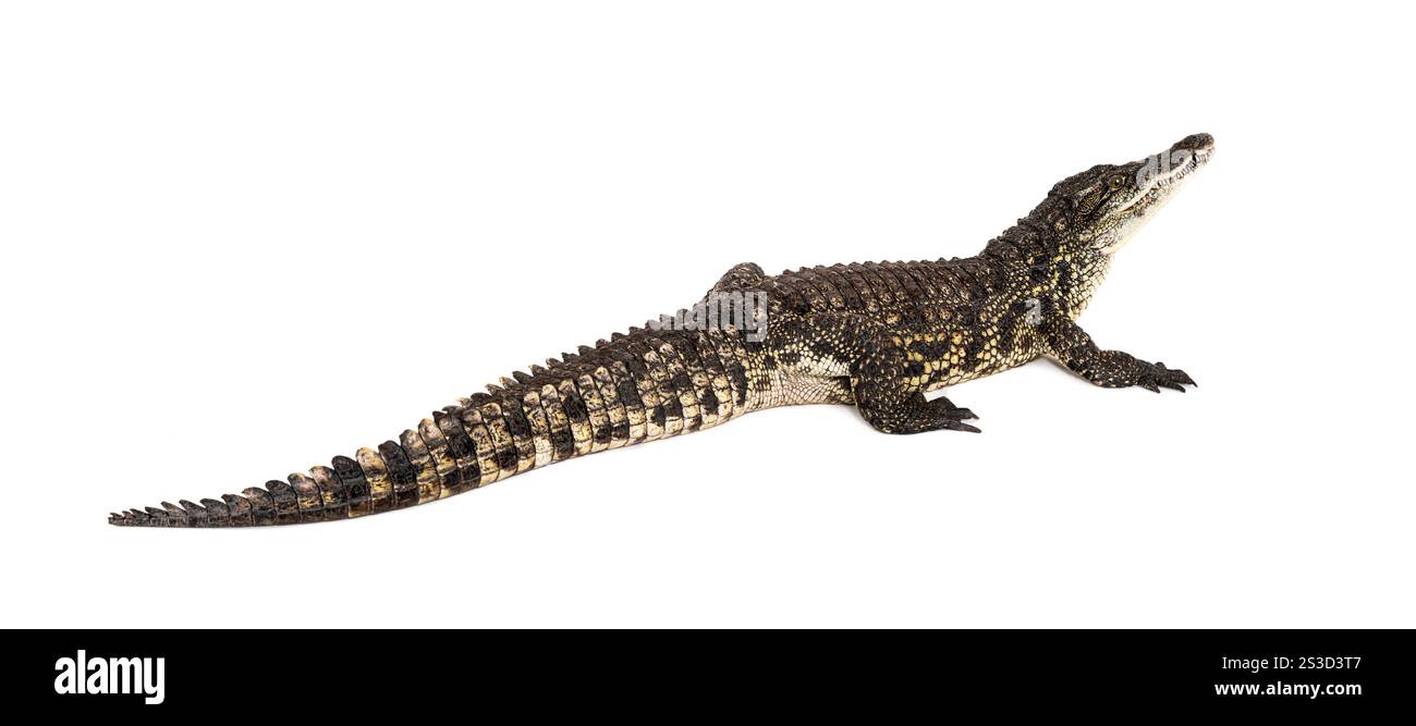 Nile crocodile, Crocodylus niloticus, isolated on white Stock Photo - Alamy