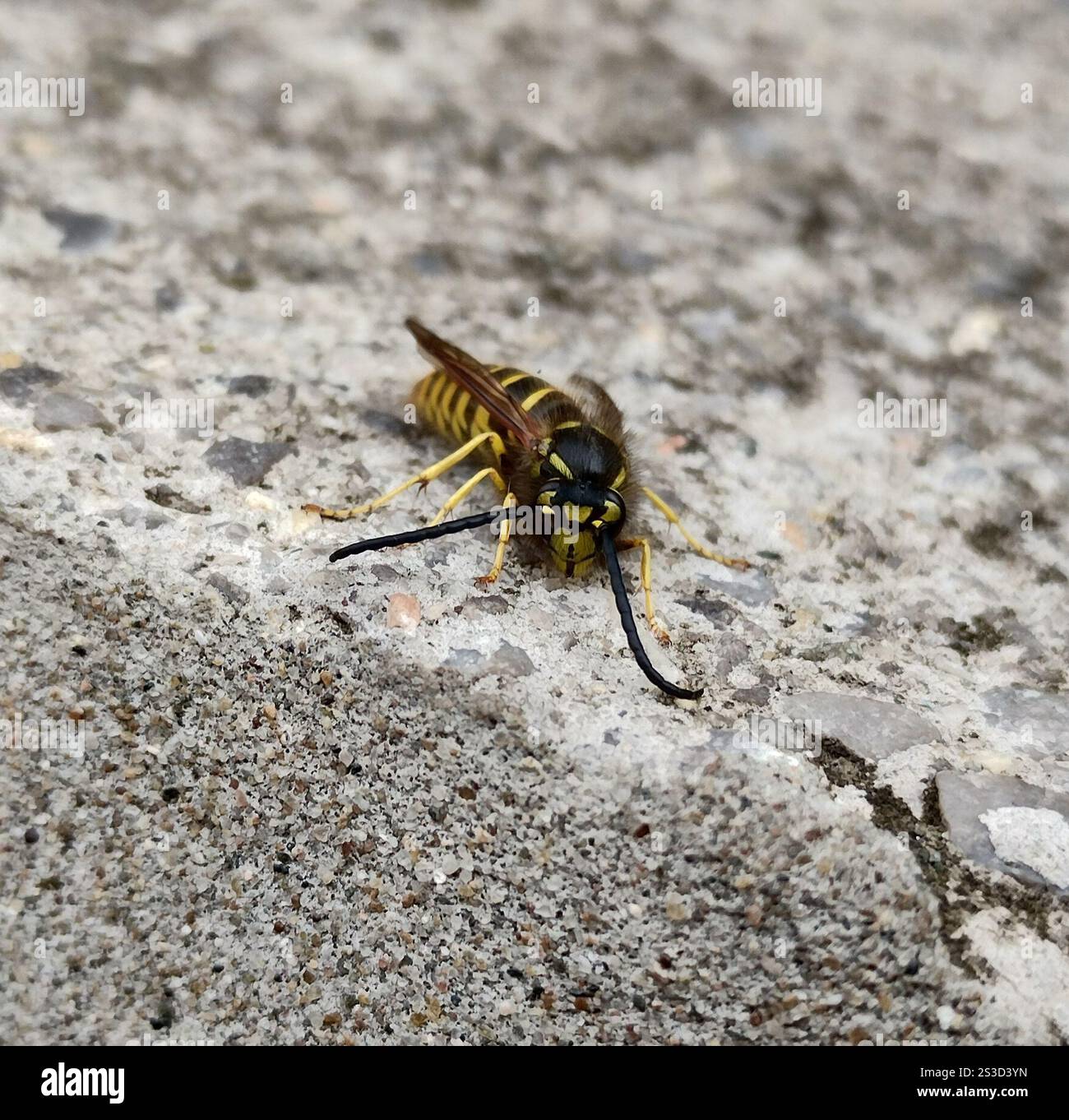 Ground Yellowjackets (Vespula Stock Photo - Alamy