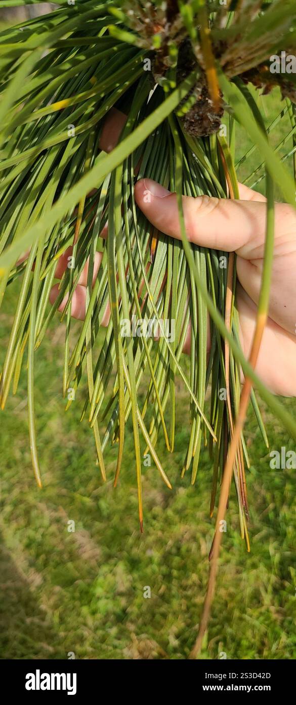 maritime pine (Pinus pinaster Stock Photo - Alamy