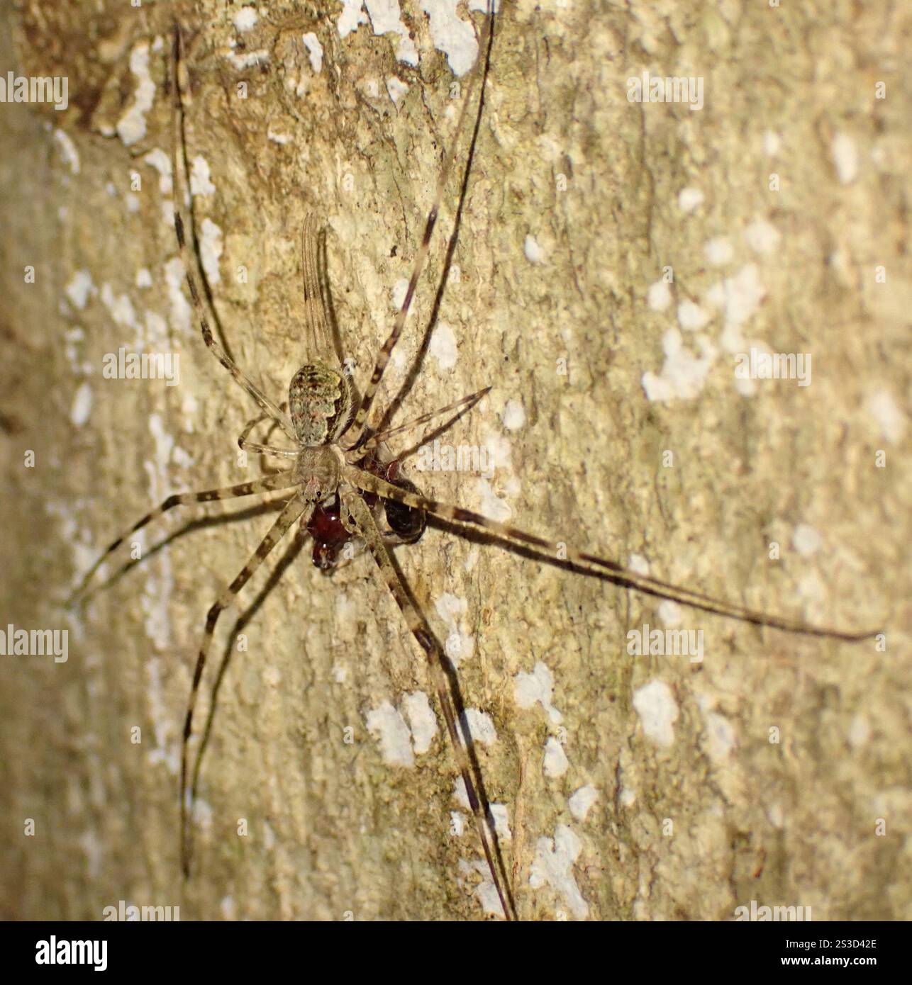 Two-tailed Spiders (Hersiliidae Stock Photo - Alamy