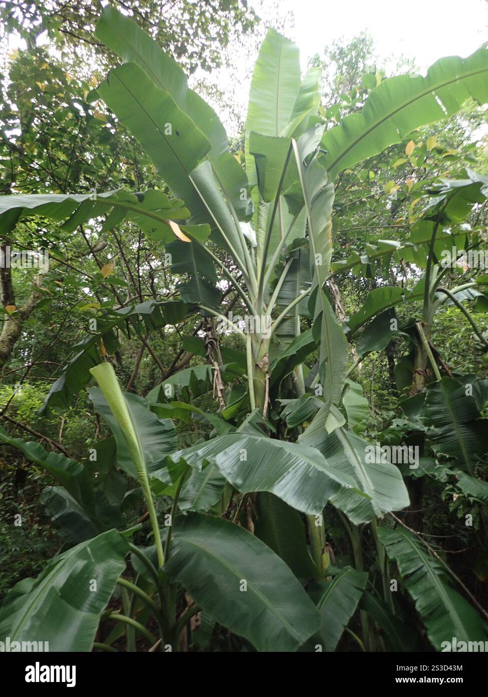 sweet wild banana (Musa balbisiana Stock Photo - Alamy
