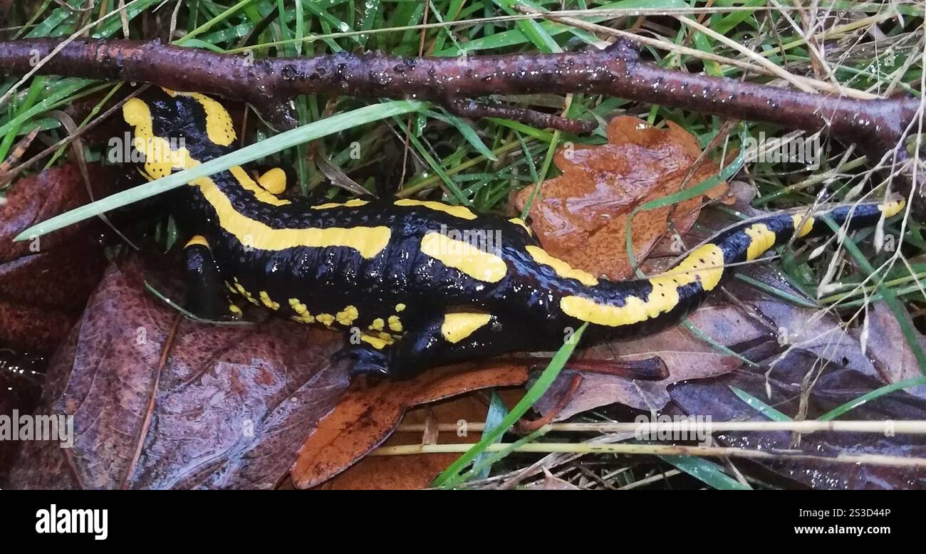 Fire Salamander (Salamandra salamandra Stock Photo - Alamy