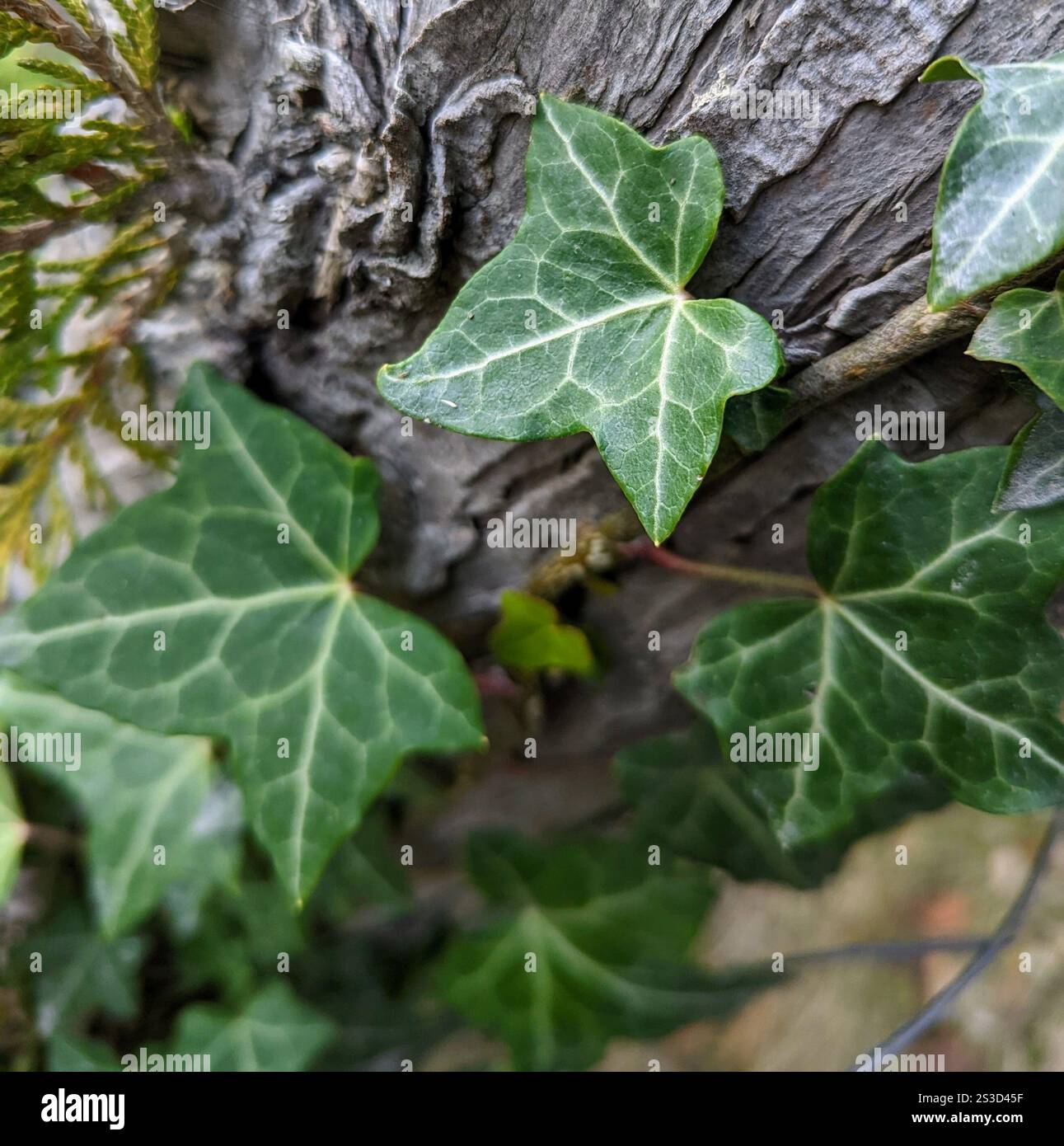Atlantic Ivy (Hedera hibernica Stock Photo - Alamy