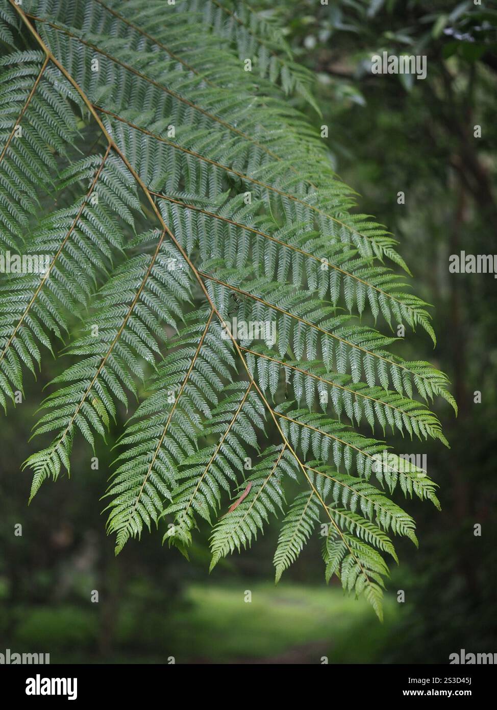 Spiny Tree Fern (Alsophila spinulosa Stock Photo - Alamy