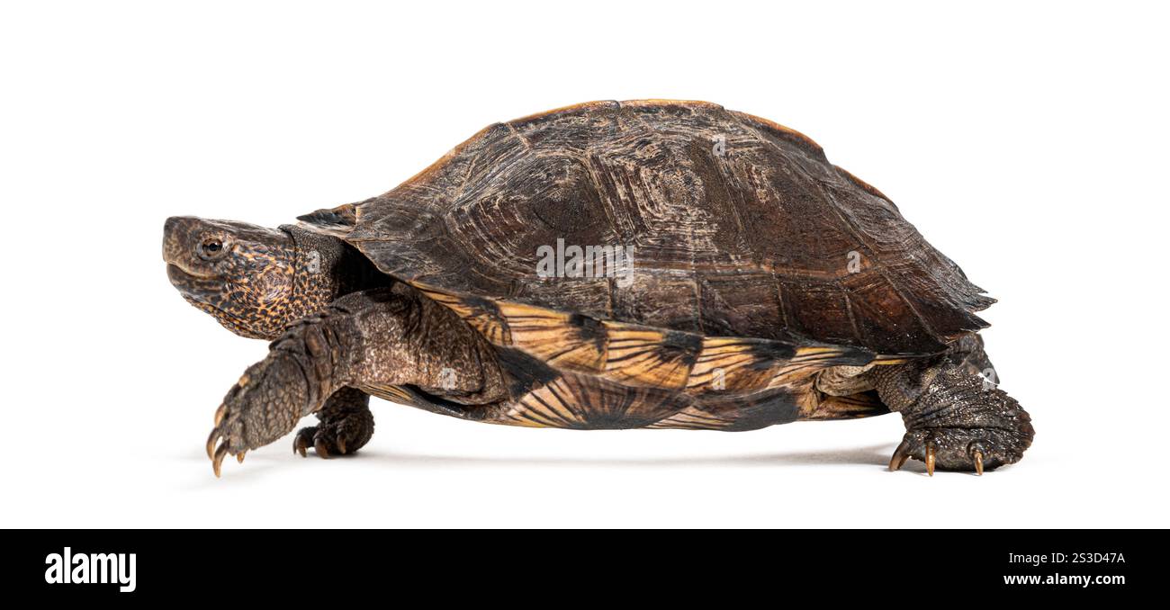 Side view of a Giant Asian pond turtle walking away, Heosemys grandis ...
