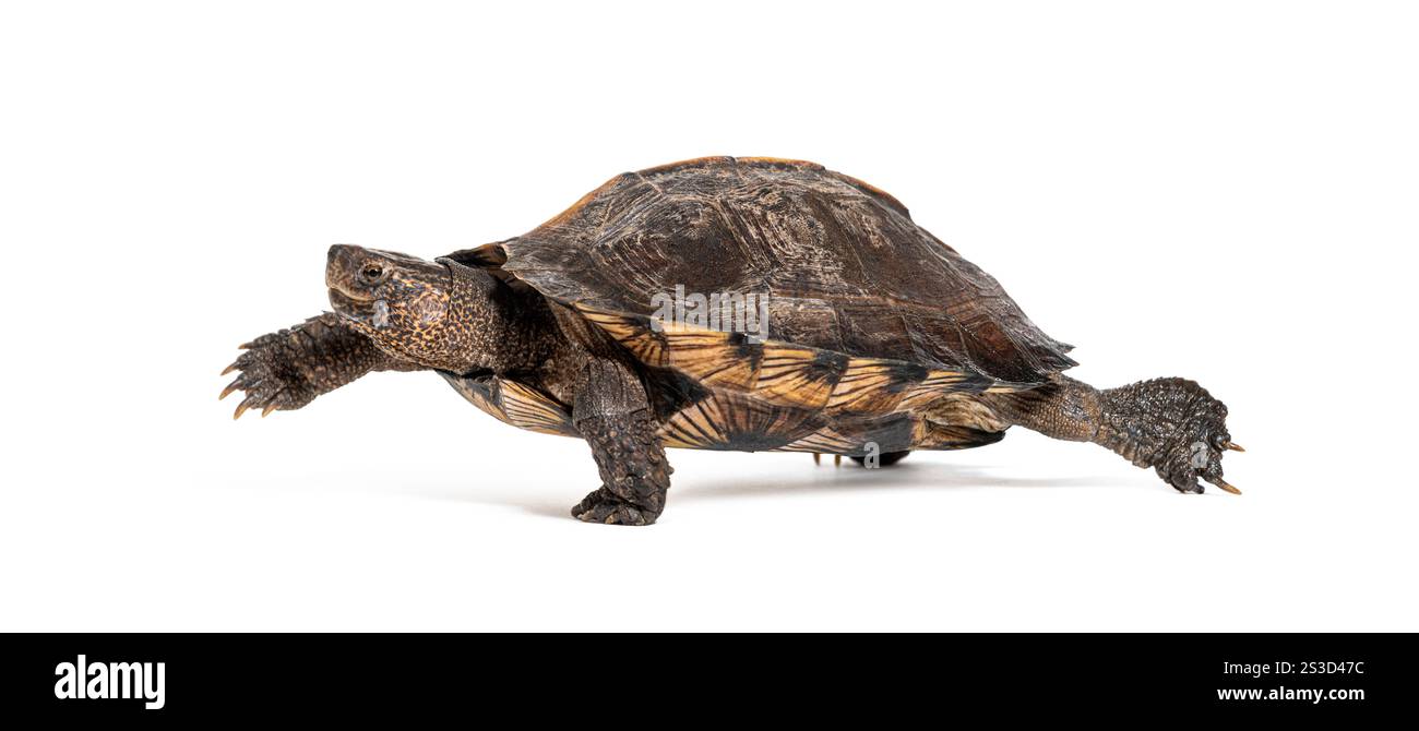 Side view of a Giant Asian pond turtle walking away, Heosemys grandis ...