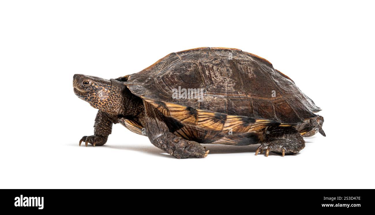 Side view of a Giant Asian pond turtle walking away, Heosemys grandis ...