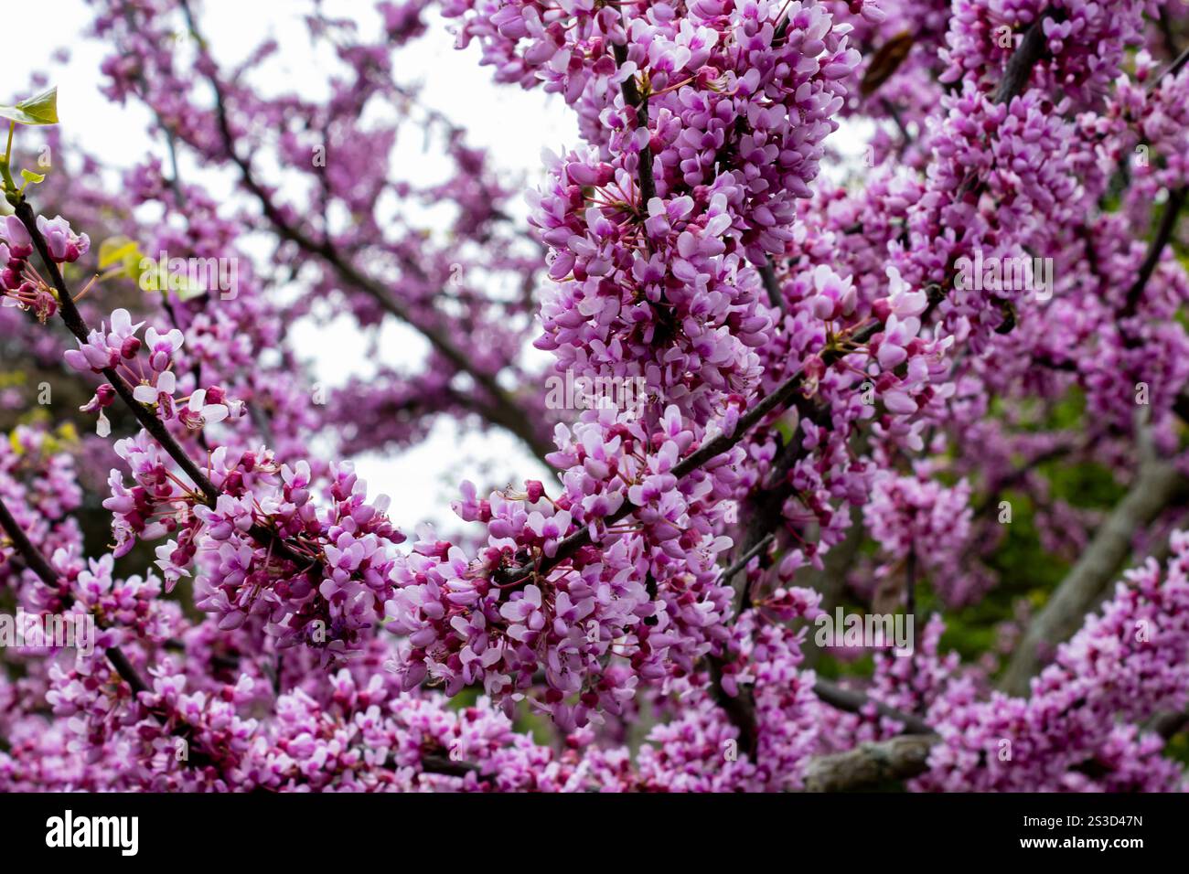 Spring tree full blooms hi-res stock photography and images - Alamy