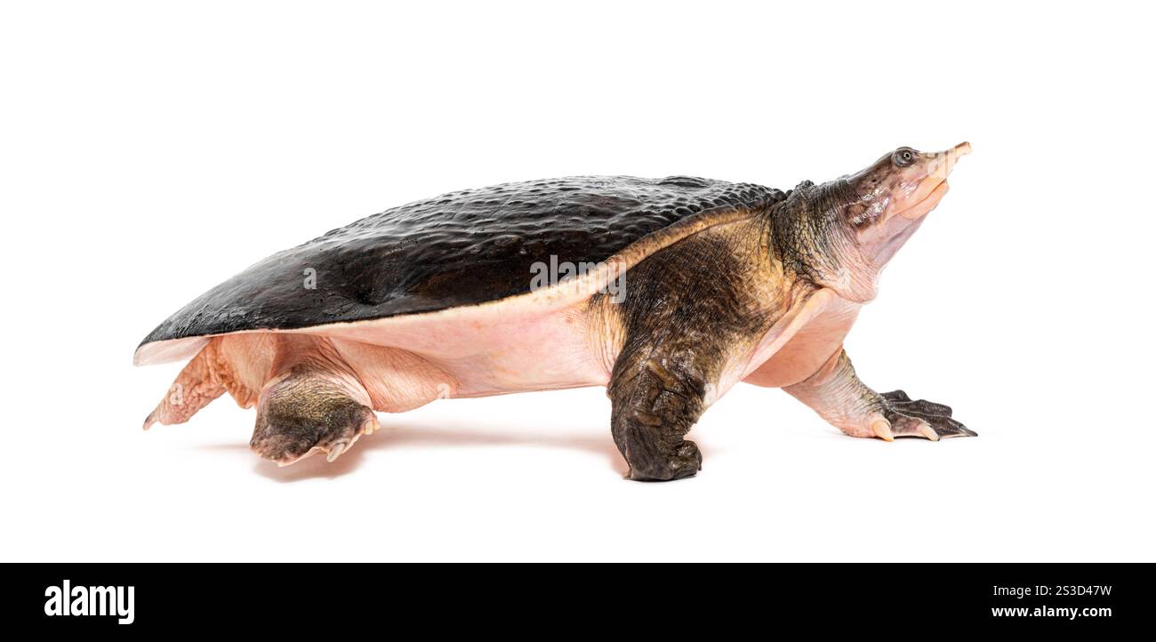 Side view of a Florida softshell turtle walking away, Apalone ferox ...