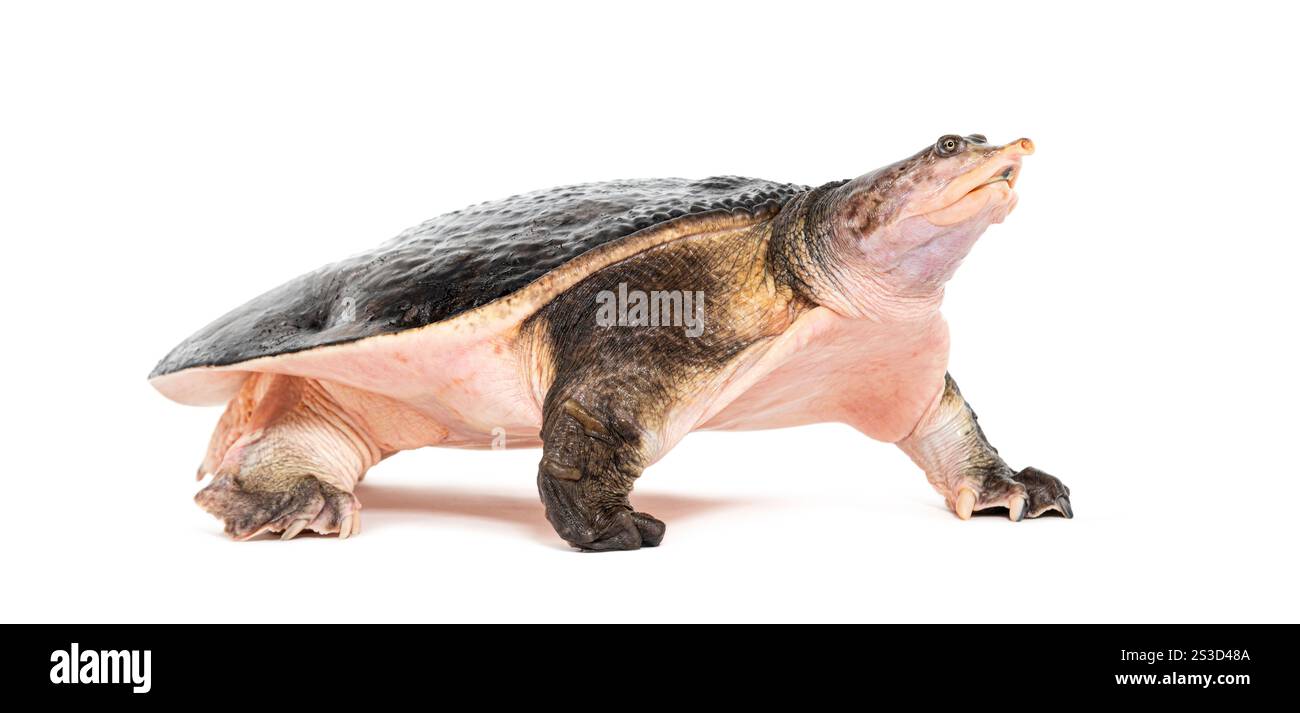 Side view of a Florida softshell turtle walking away, Apalone ferox ...