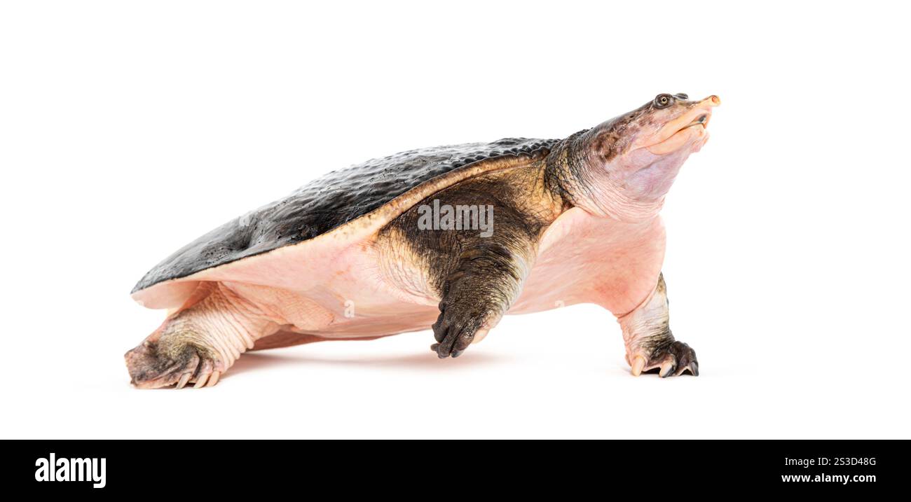 Side view of a Florida softshell turtle walking away, Apalone ferox ...