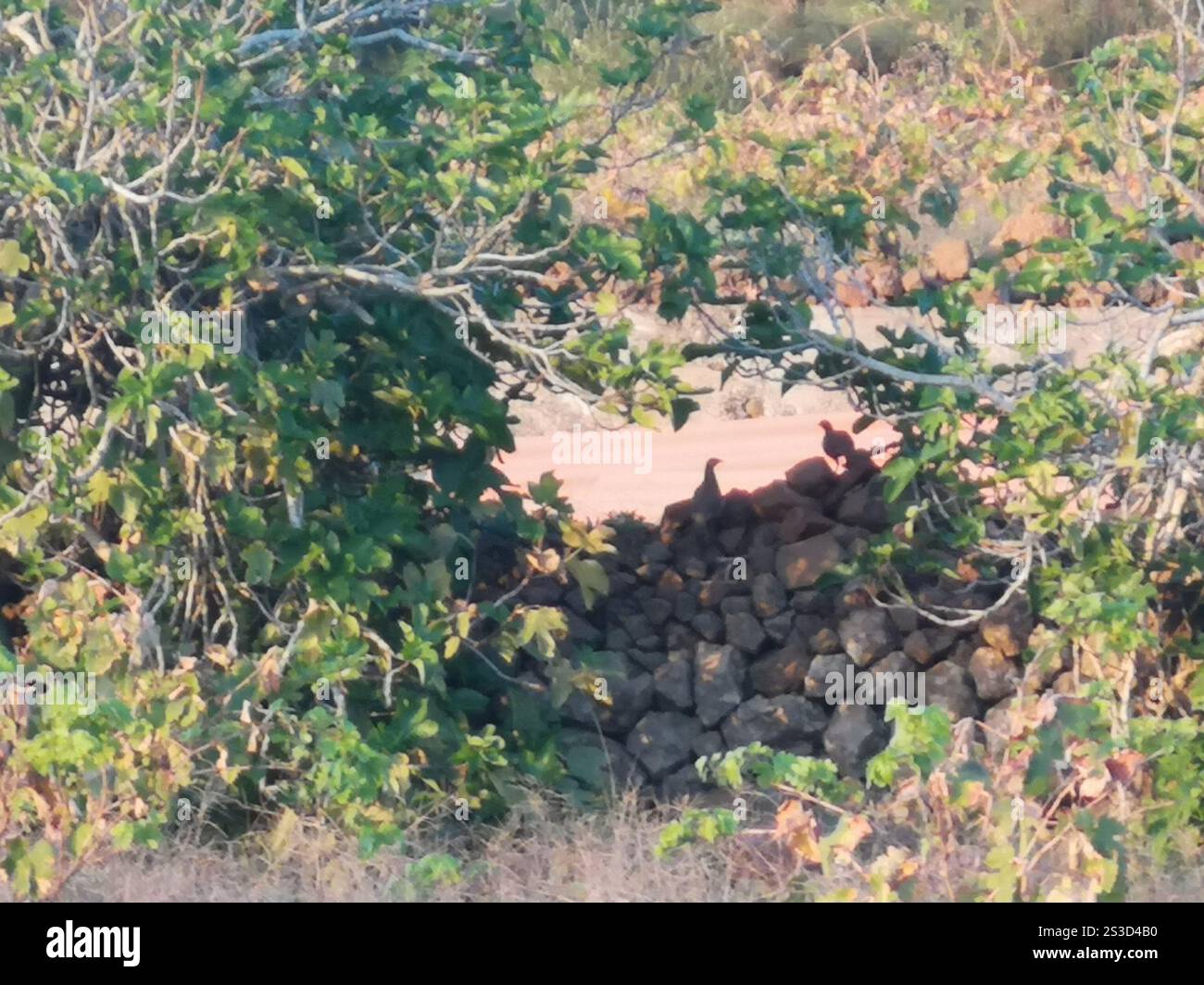 Alectoris barbara hi-res stock photography and images - Alamy