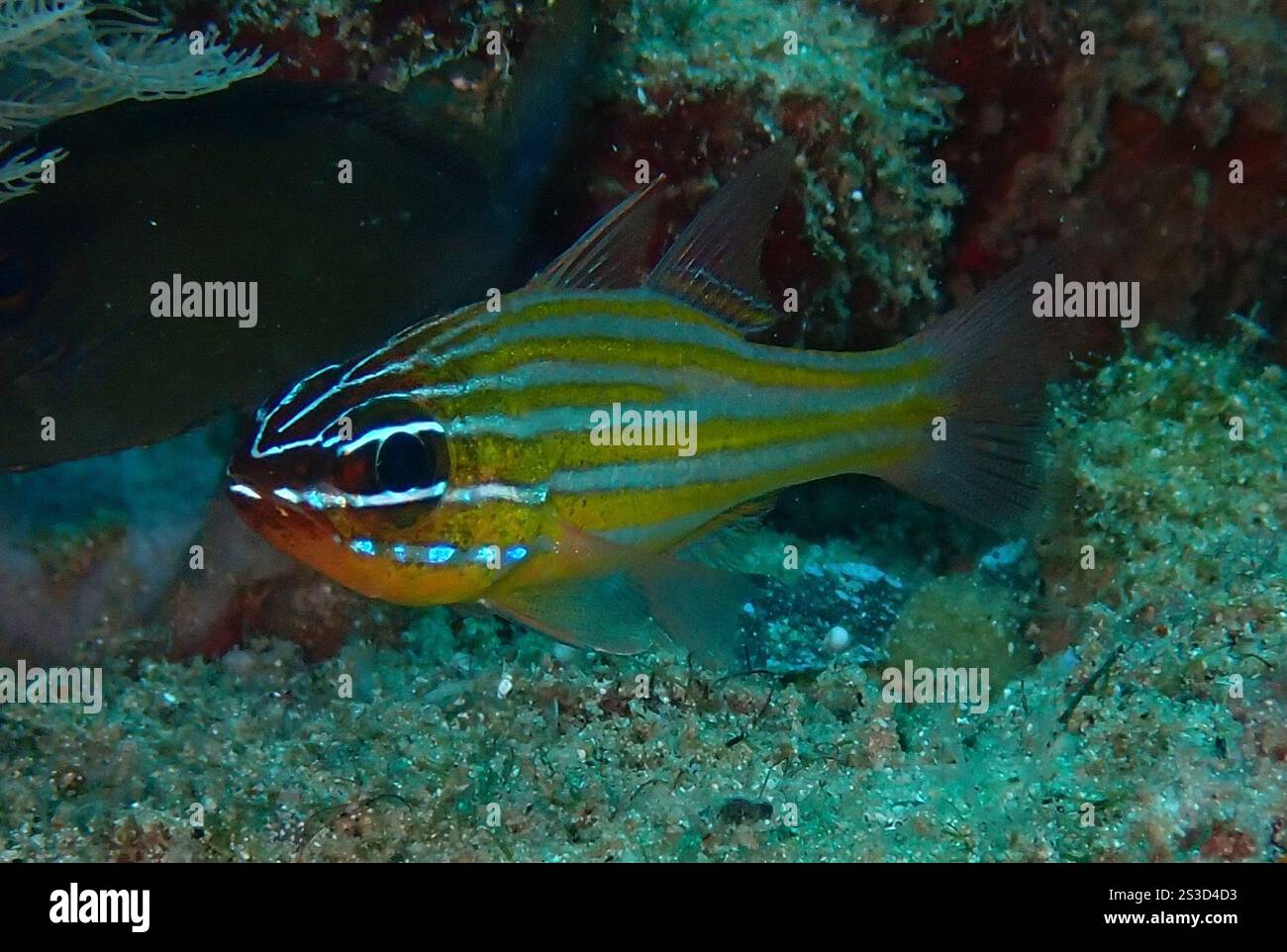 Yellowstriped Cardinalfish (Ostorhinchus cyanosoma Stock Photo - Alamy